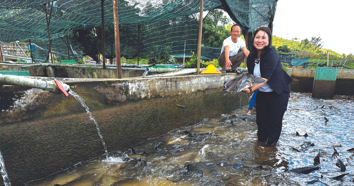 ការចិញ្ចឹមត្រីស្ទឺជិននៅក្នុងអាង - គំរូរកបានប្រាក់ចំណូលពាន់លានដុងនៅខេត្ត ឡឹមដុង ...